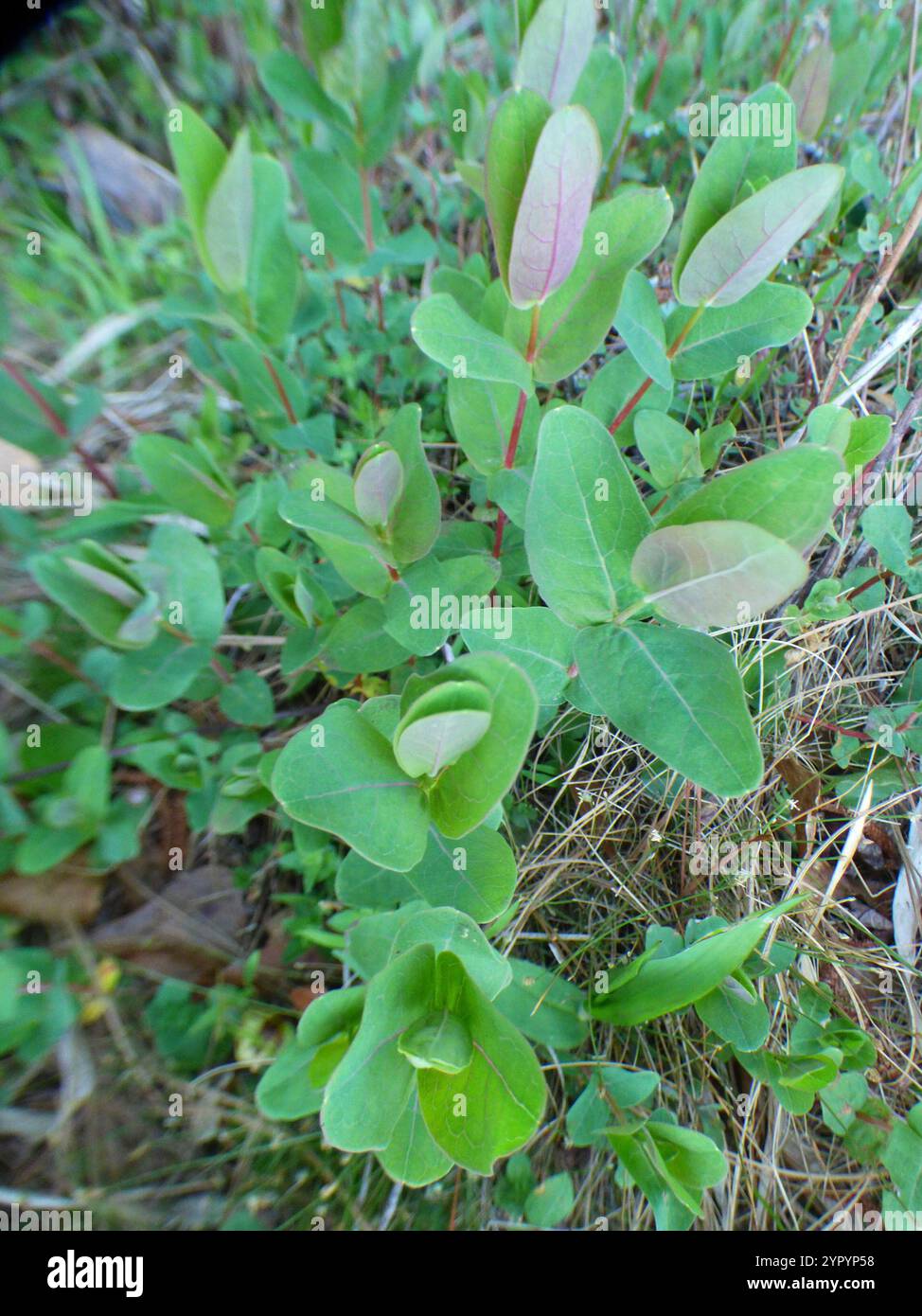 Virginia marsh St. John's-wort (Hypericum virginicum Stock Photo - Alamy