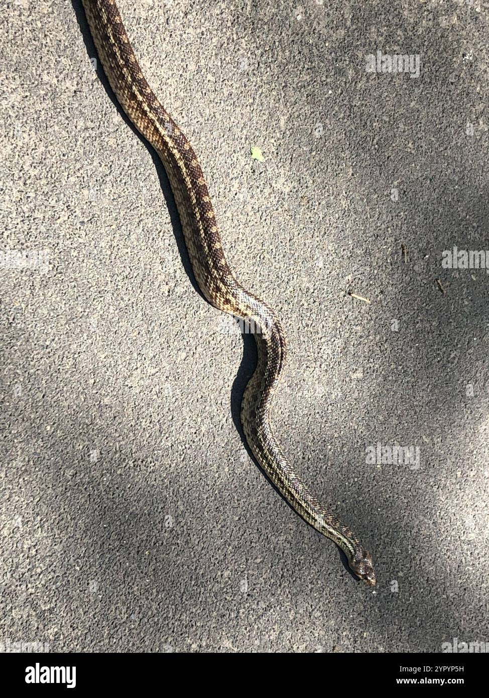 Pacific Gopher Snake (Pituophis catenifer catenifer Stock Photo - Alamy