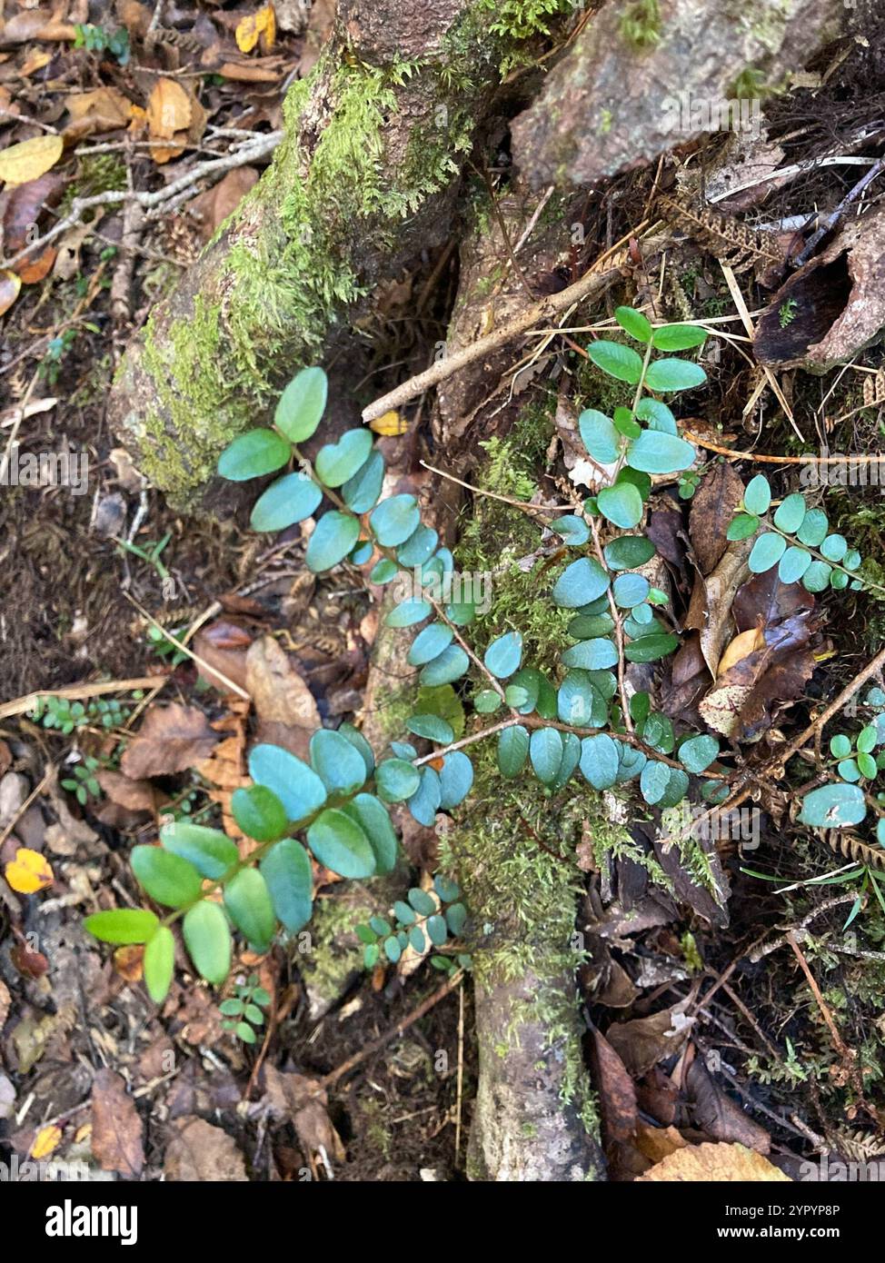 White rata hi-res stock photography and images - Alamy