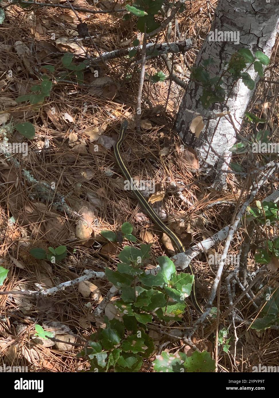 Diablo Range Garter Snake (Thamnophis atratus zaxanthus Stock Photo - Alamy