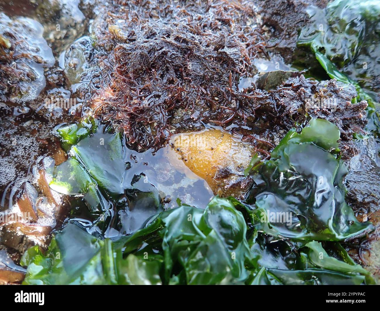 Doris montereyensis hi-res stock photography and images - Alamy