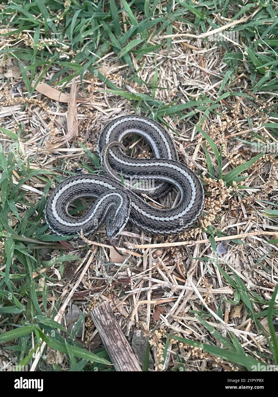 Lined Snake (Tropidoclonion lineatum Stock Photo - Alamy