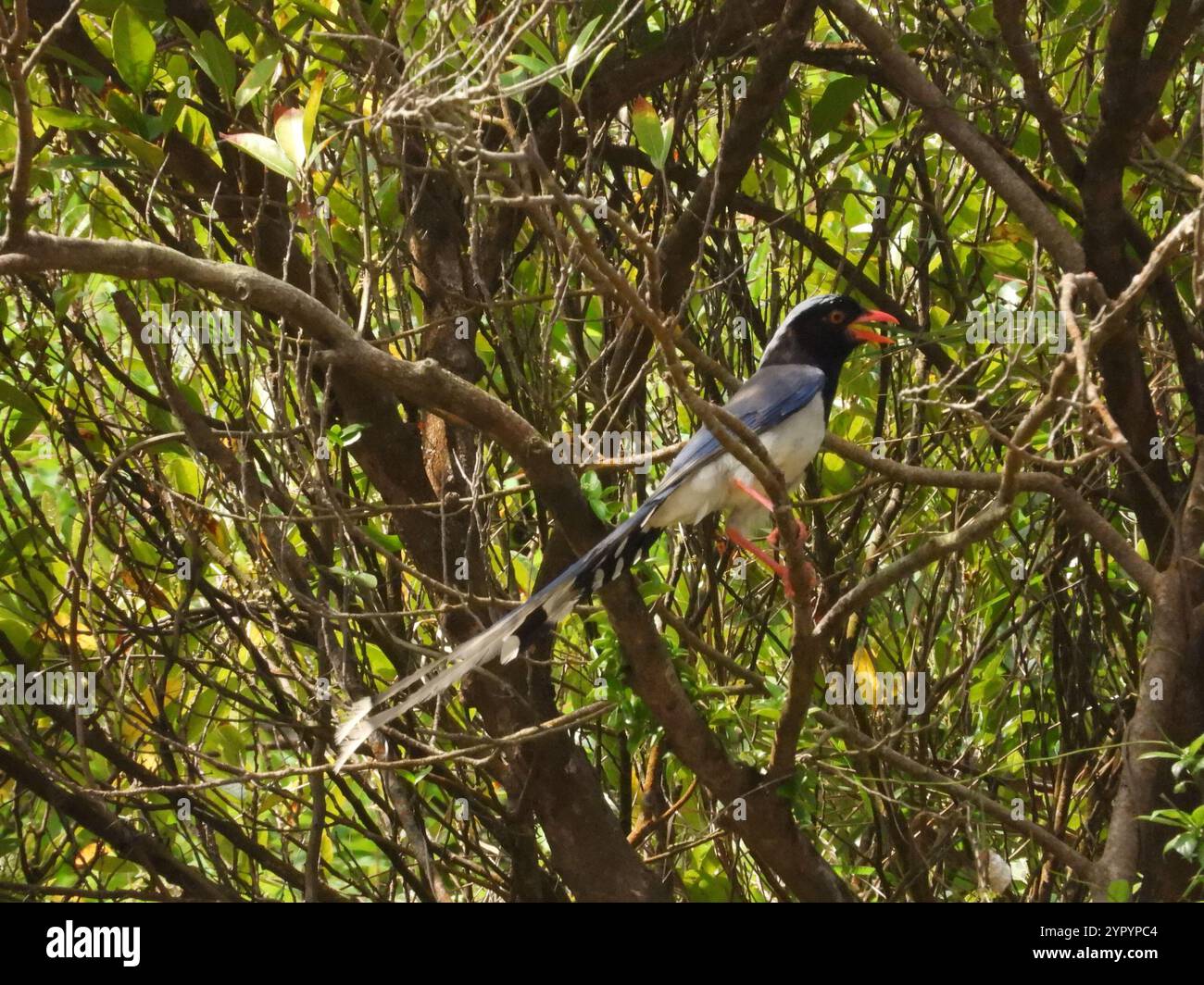 Red billed blue magpie urocissa erythroryncha hi-res stock photography ...