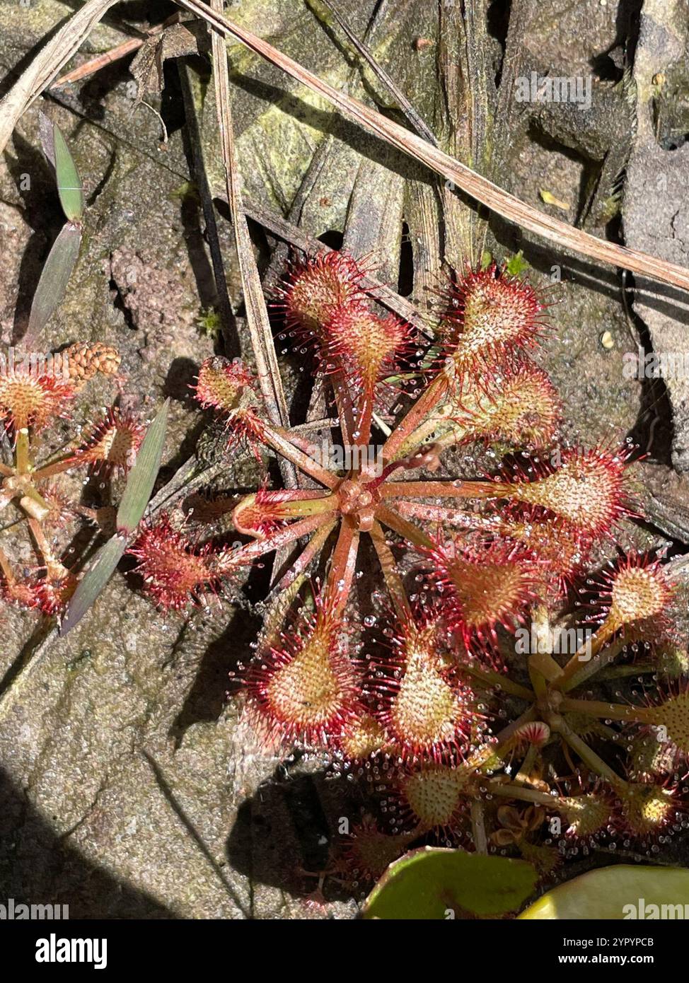 Pink Sundew (Drosera capillaris Stock Photo - Alamy
