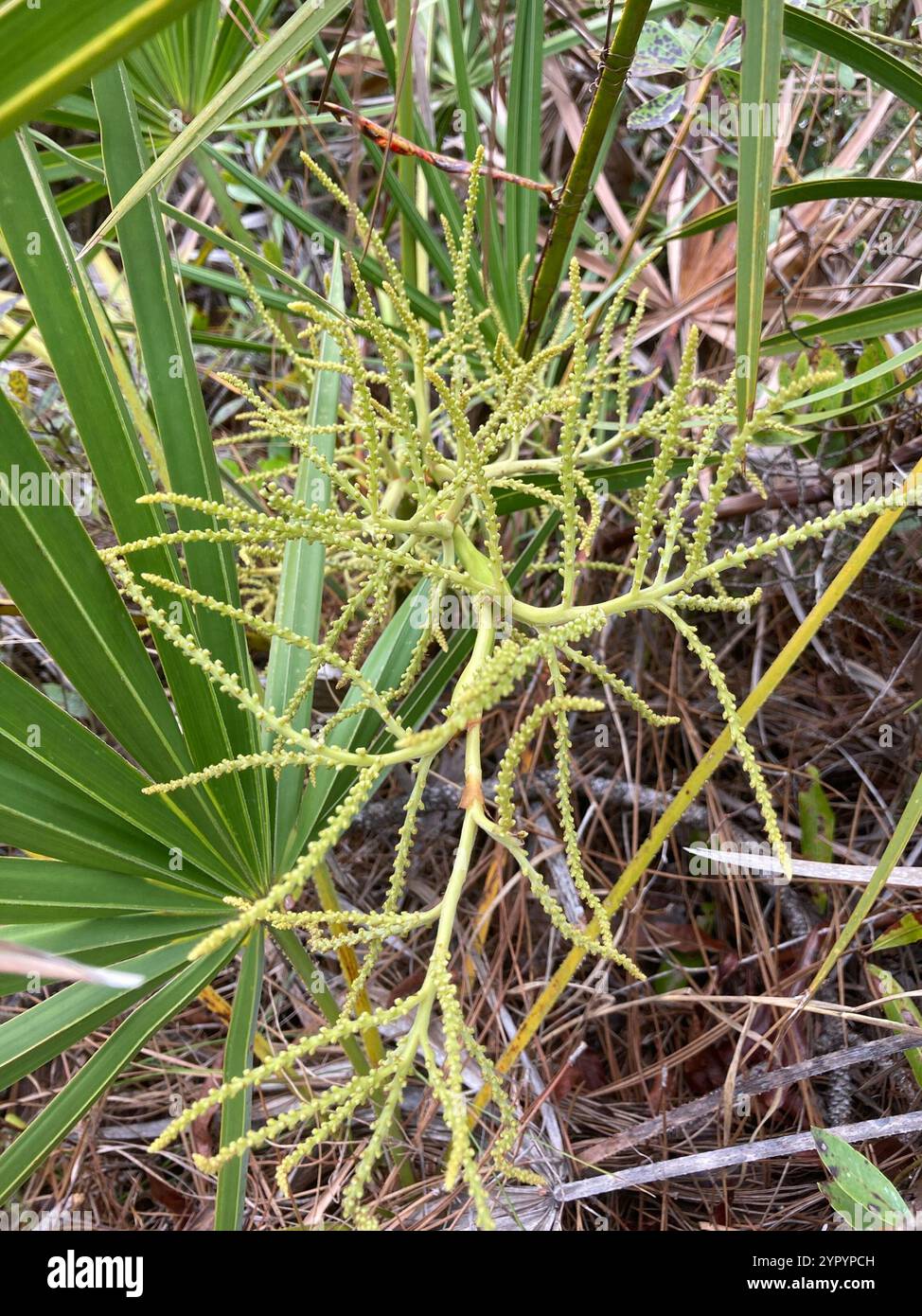 saw palmetto (Serenoa repens Stock Photo - Alamy