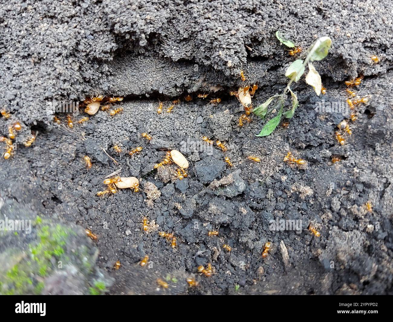 Citronella Ants, Fuzzy Ants, and Allies (Lasius Stock Photo - Alamy