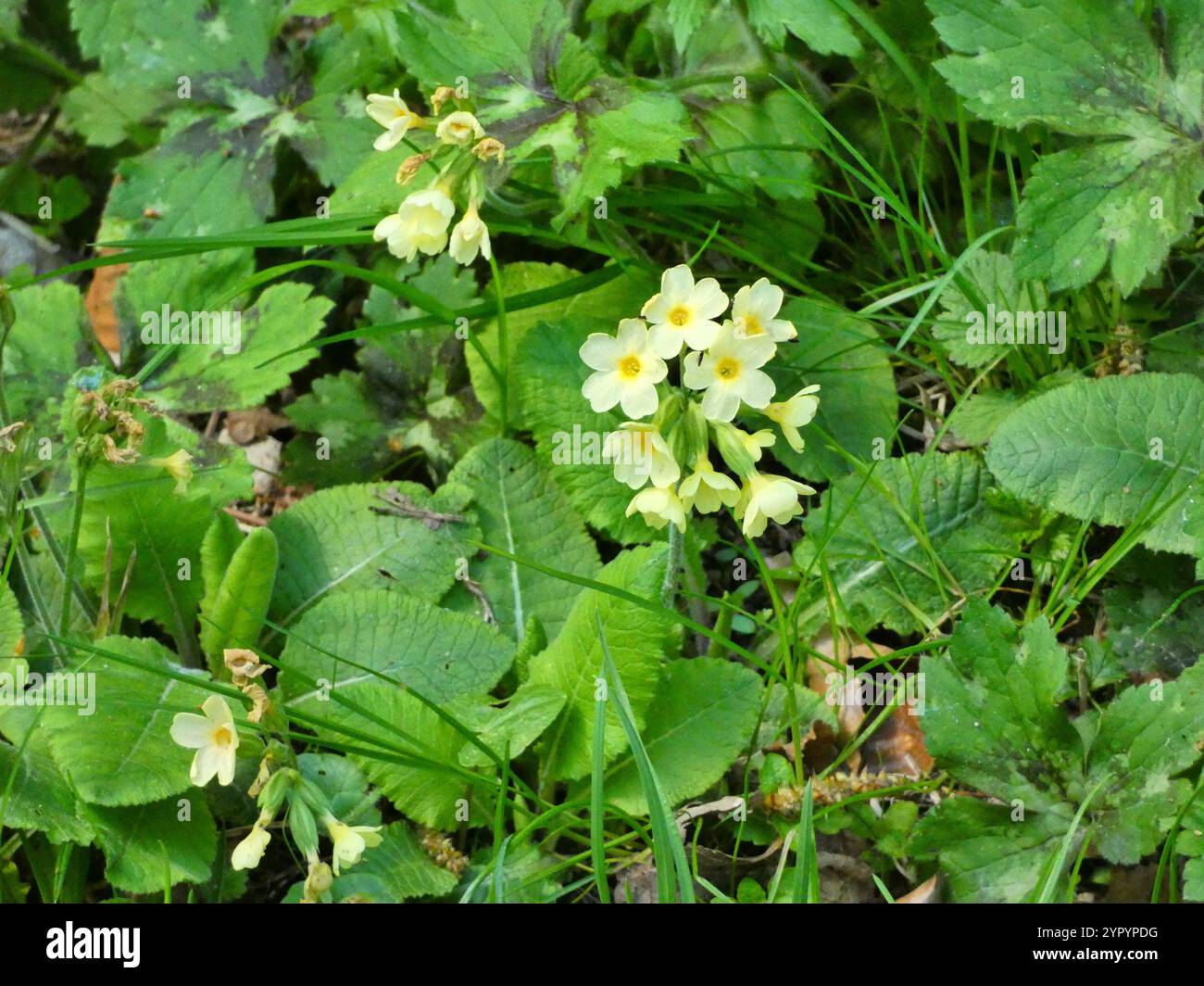 Oxlip (Primula elatior Stock Photo - Alamy