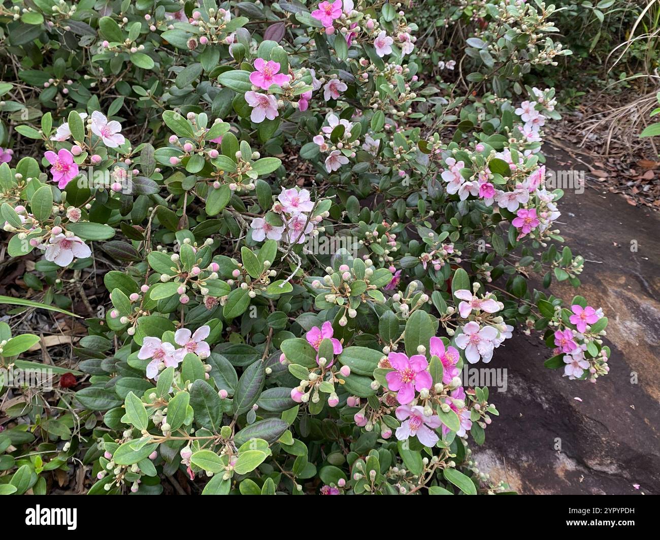 Rhodomyrtus tomentosa hi-res stock photography and images - Alamy