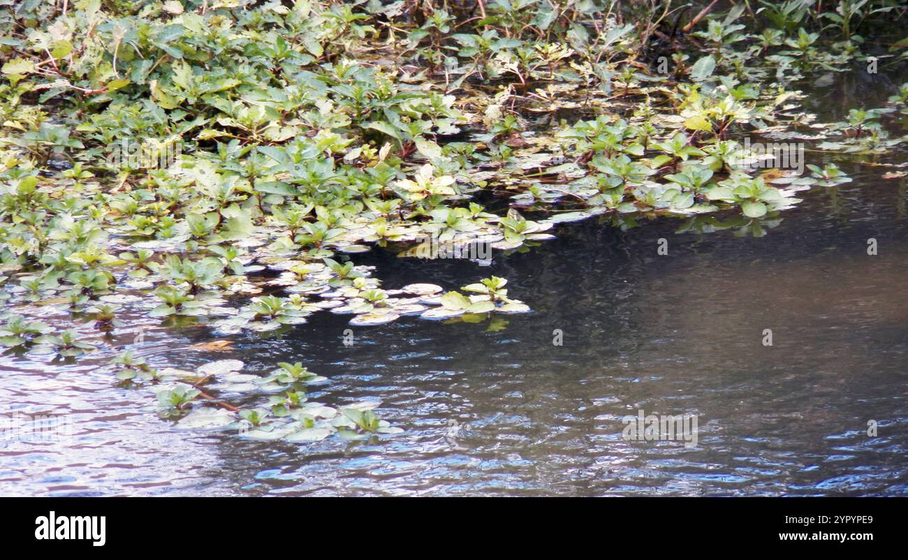 floating primrose-willow (Ludwigia peploides Stock Photo - Alamy