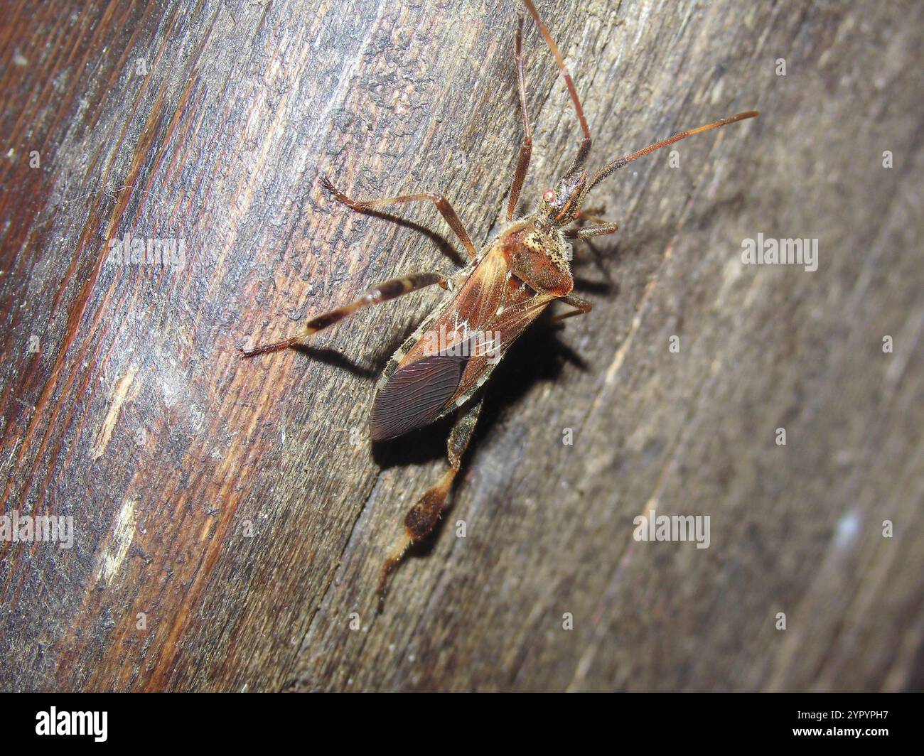 Western Conifer Seed Bug (Leptoglossus occidentalis Stock Photo - Alamy