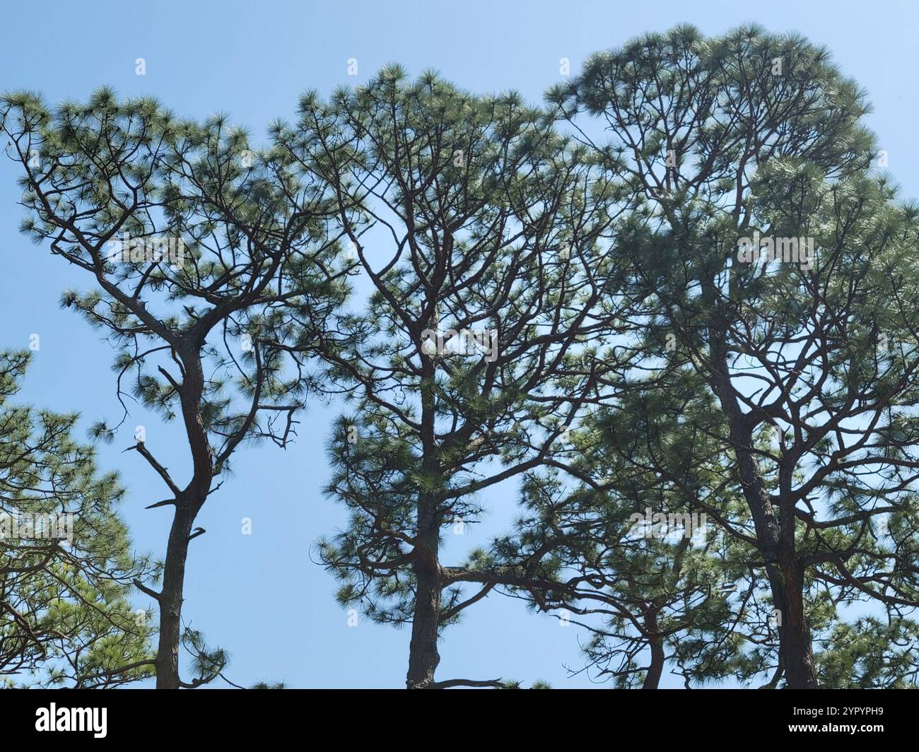 longleaf pine (Pinus palustris Stock Photo - Alamy