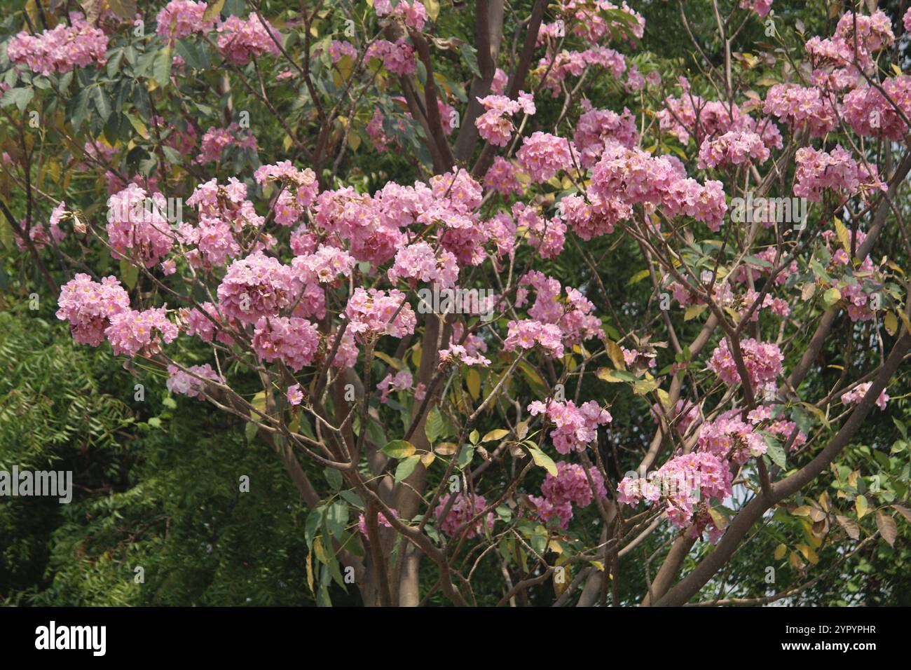 bignonia family (Bignoniaceae Stock Photo - Alamy
