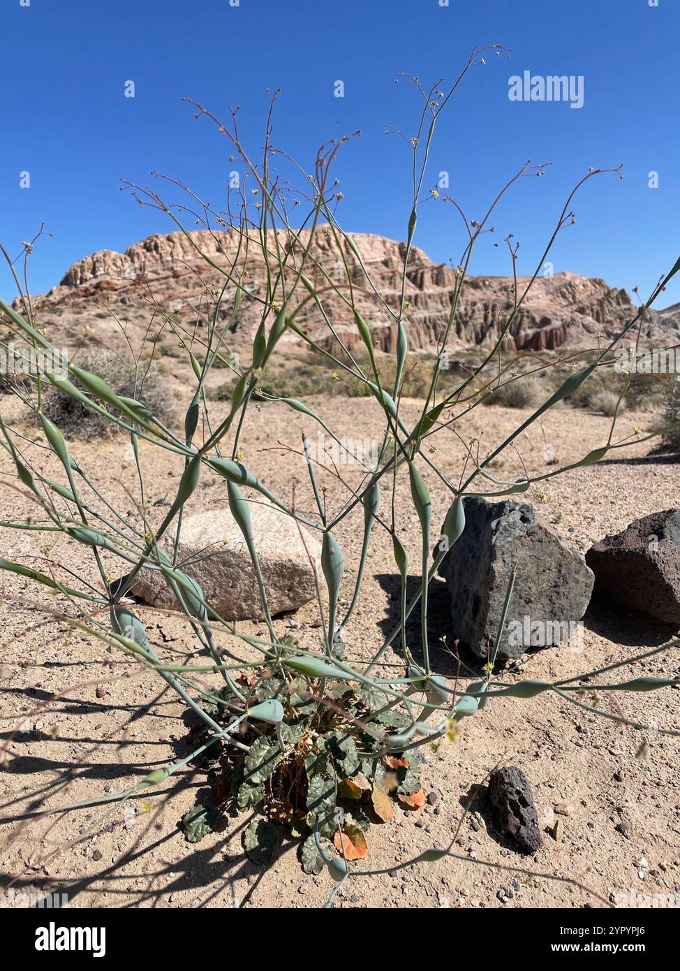 Desert Trumpet (Eriogonum inflatum Stock Photo - Alamy