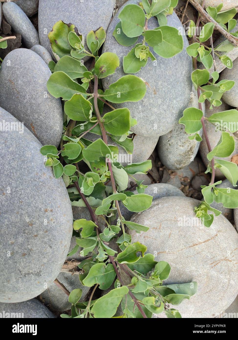 Five-leaved chaste tree (Vitex negundo Stock Photo - Alamy
