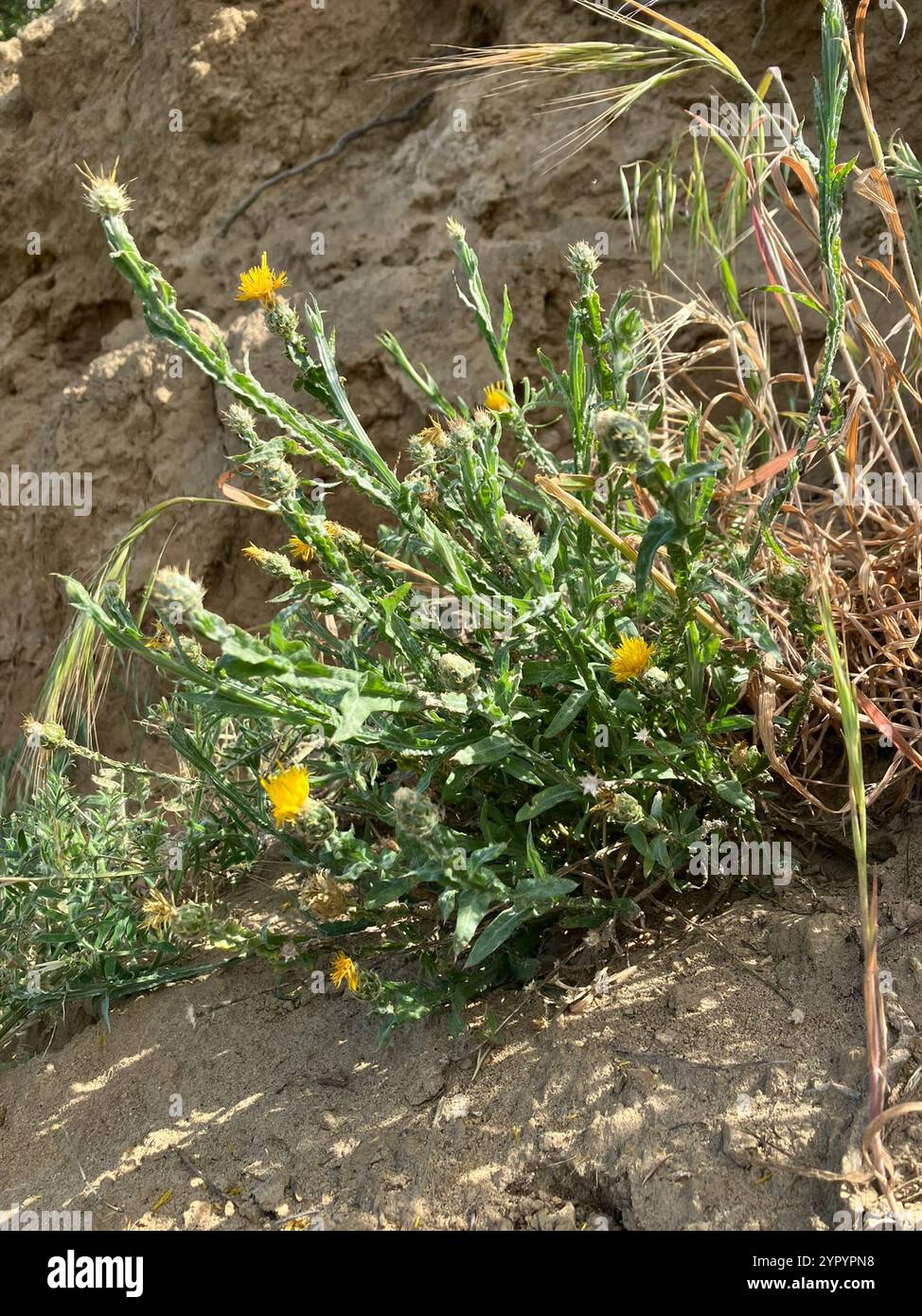 Maltese star-thistle (Centaurea melitensis Stock Photo - Alamy