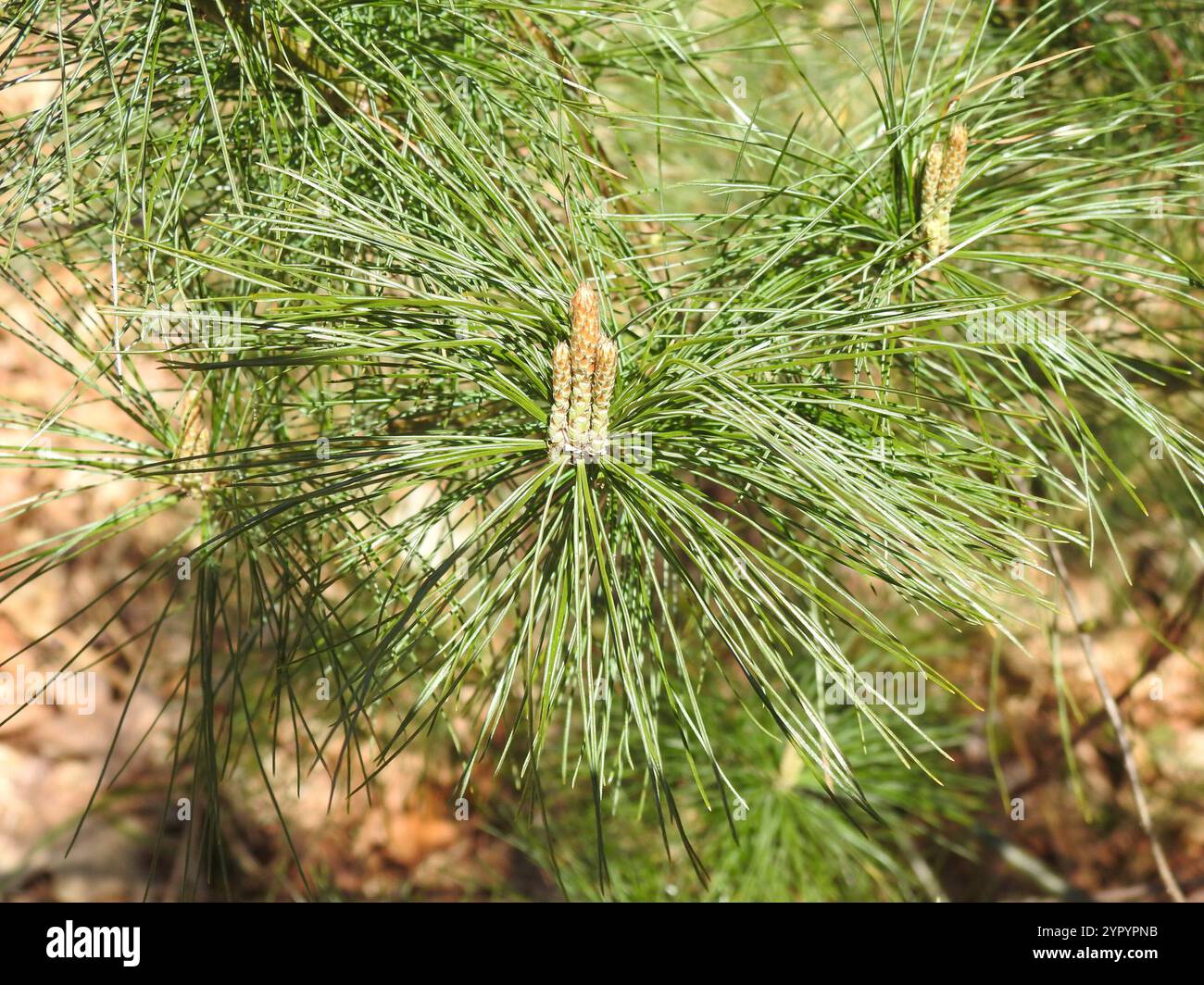 eastern white pine (Pinus strobus Stock Photo - Alamy