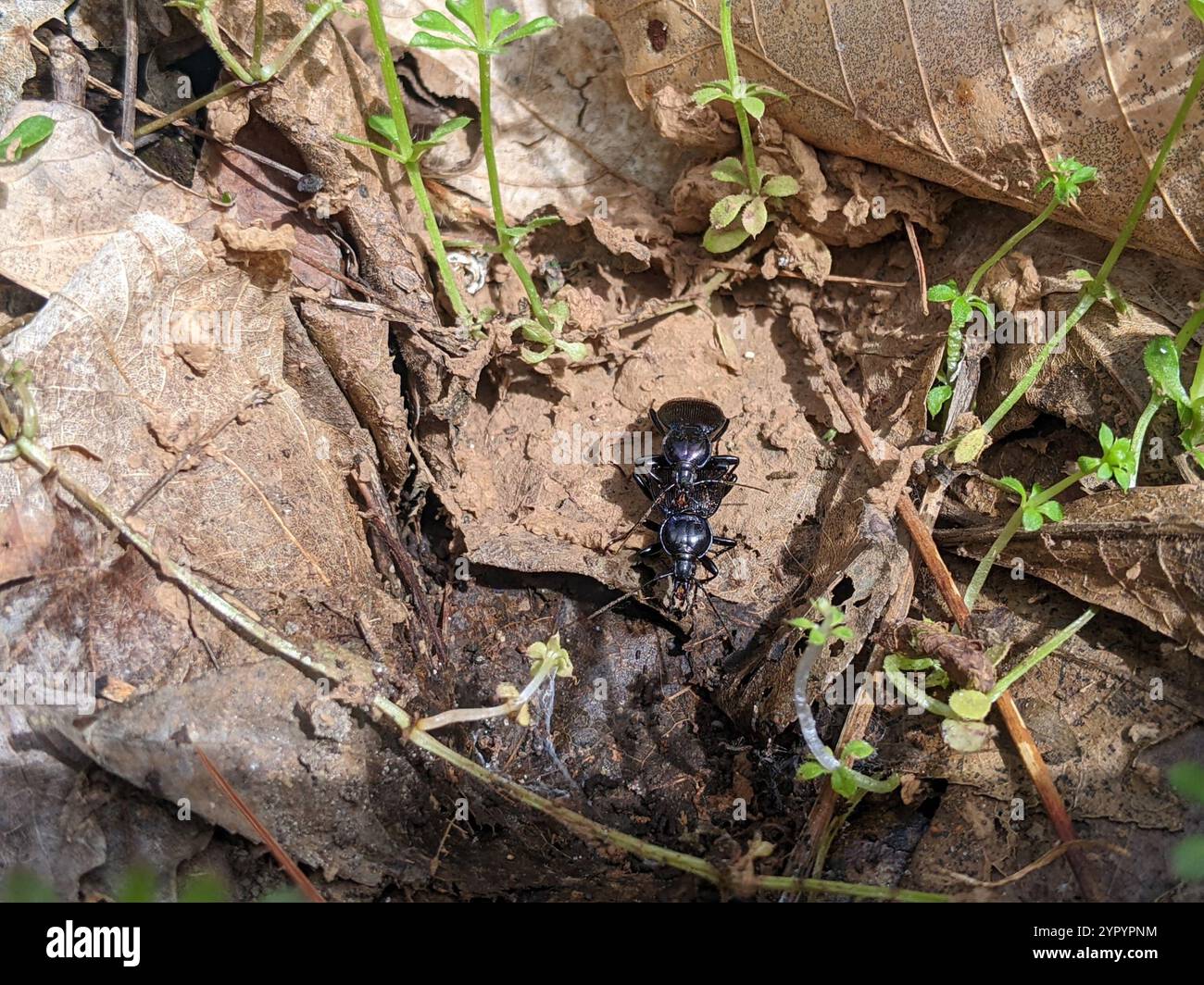 Small Snail-eating Ground Beetle (Sphaeroderus stenostomus Stock Photo ...