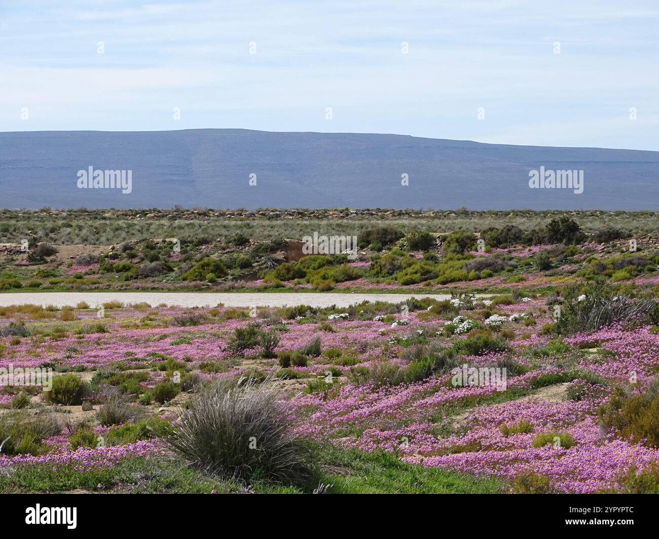 Senecio arenarius hi-res stock photography and images - Alamy