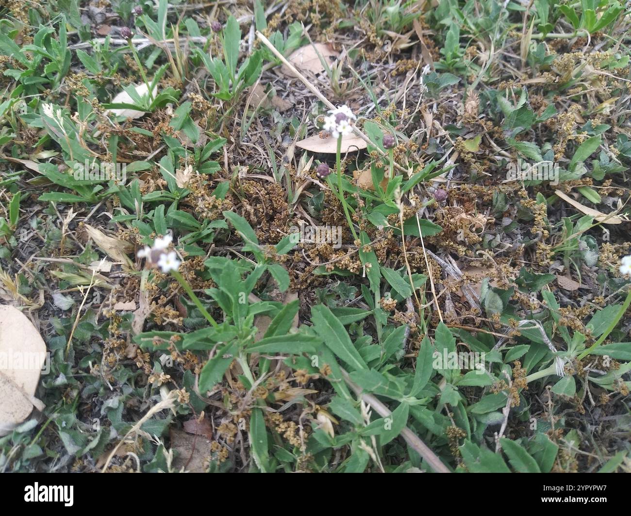 turkey tangle frogfruit (Phyla nodiflora Stock Photo - Alamy