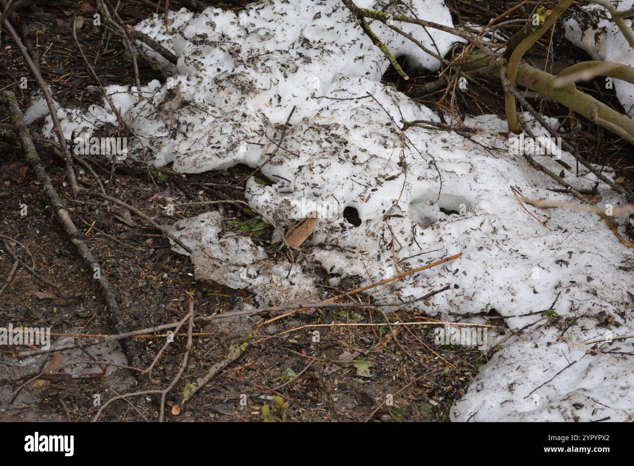 Striped Field Mouse (Apodemus agrarius Stock Photo - Alamy