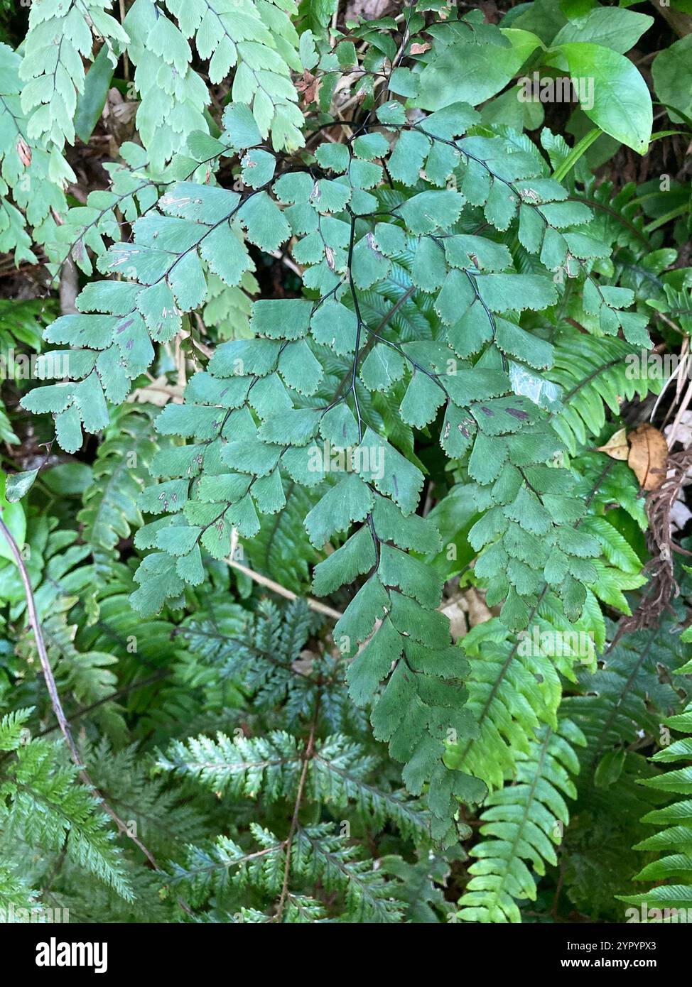 Cunningham's maidenhair (Adiantum cunninghamii Stock Photo - Alamy