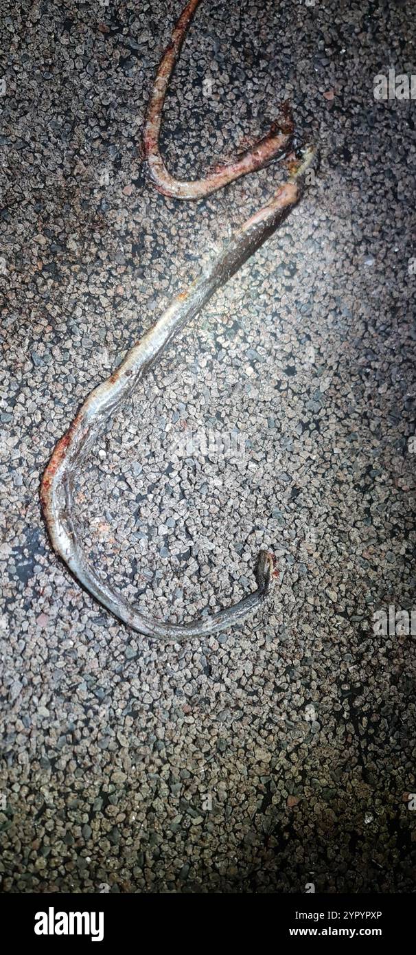 Greater Black Whipsnake (Demansia papuensis Stock Photo - Alamy