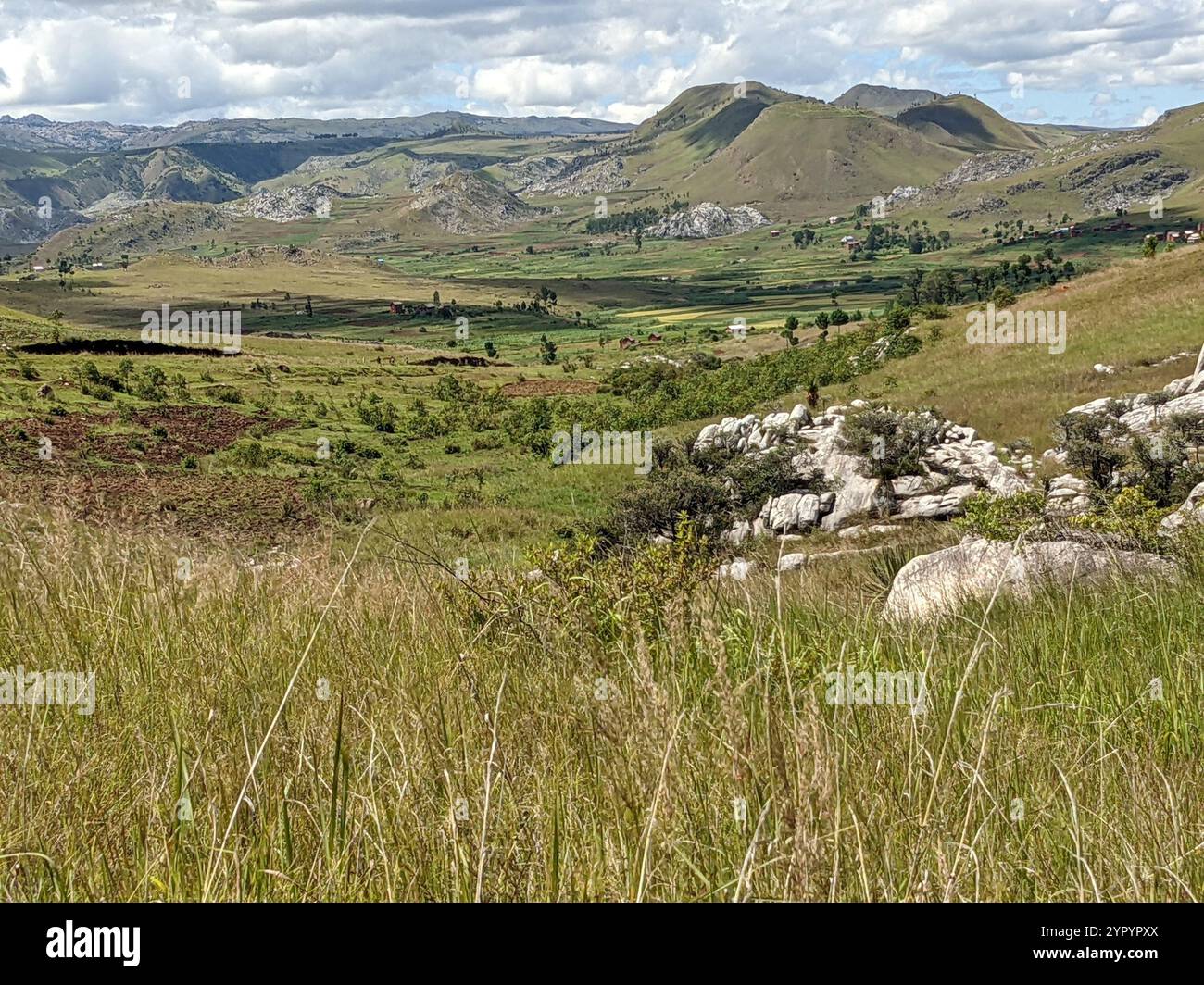 Loudetia simplex hi-res stock photography and images - Alamy