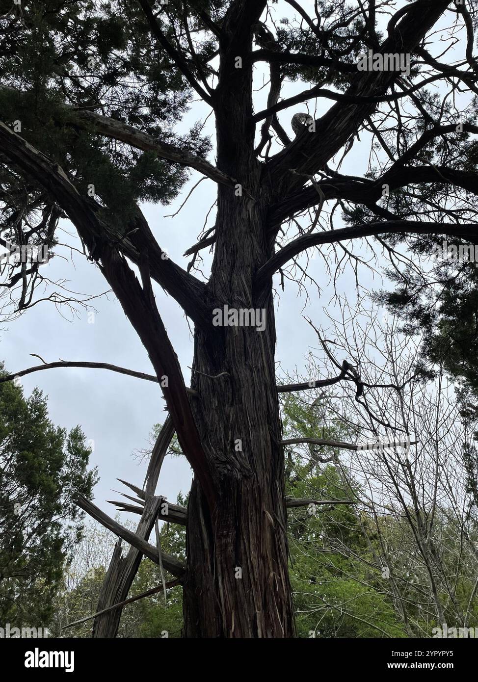 Ashe juniper (Juniperus ashei Stock Photo - Alamy