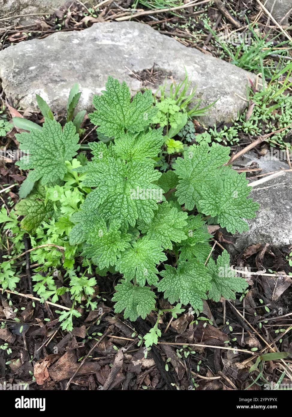 common motherwort (Leonurus cardiaca Stock Photo - Alamy