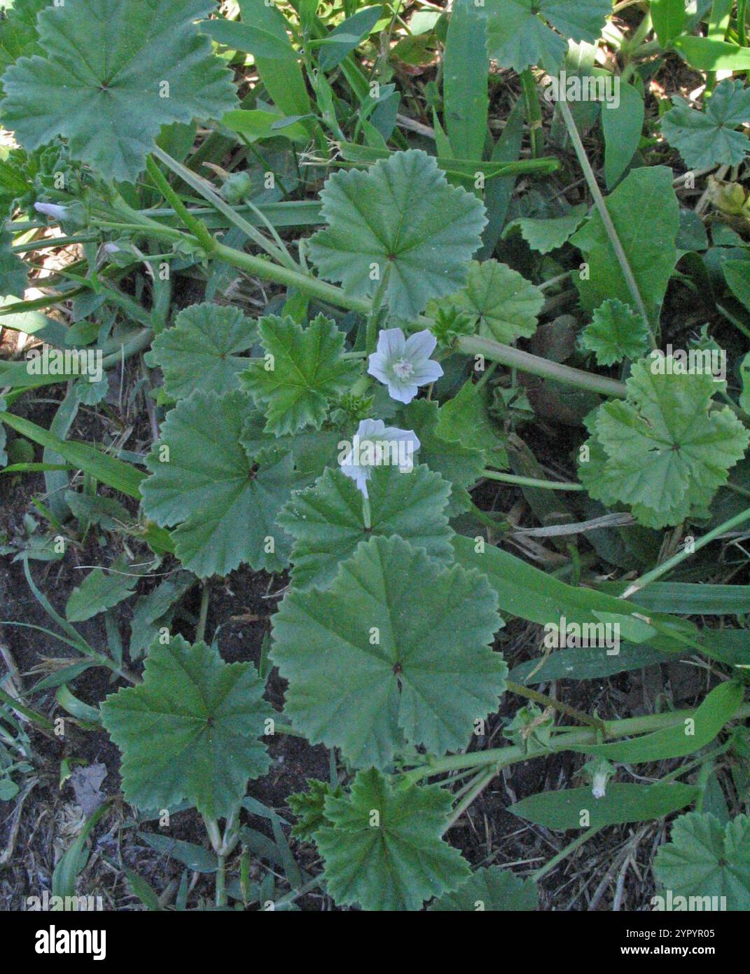 dwarf mallow (Malva neglecta Stock Photo - Alamy