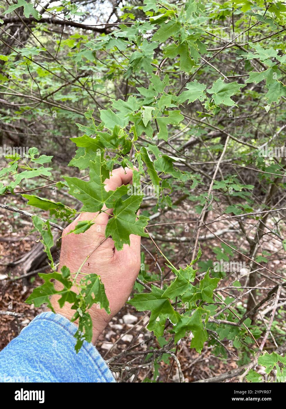 bigtooth maple (Acer grandidentatum Stock Photo - Alamy