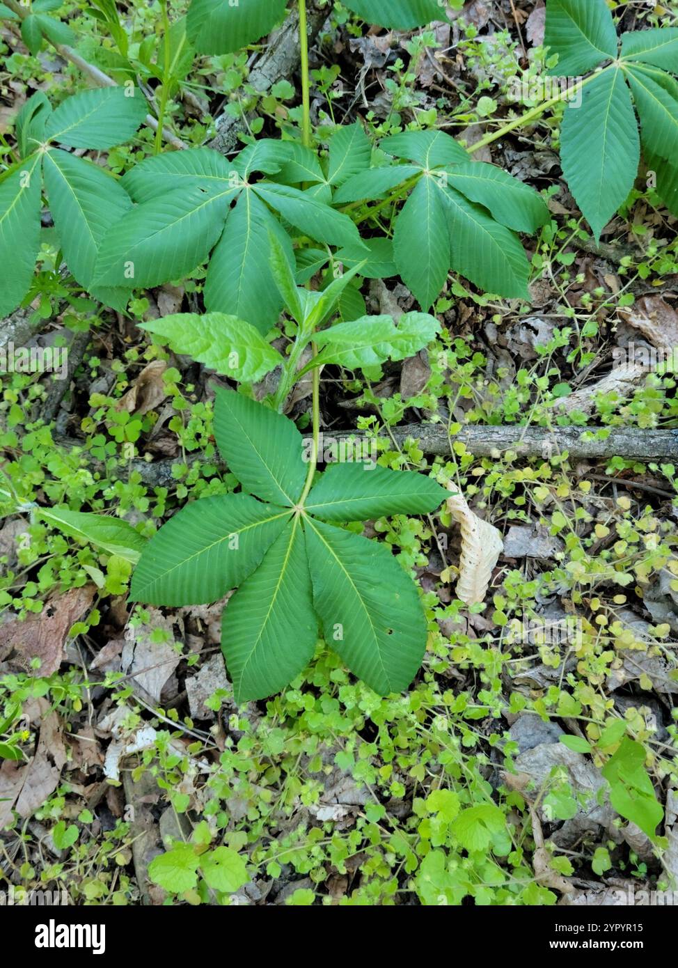 buckeyes and horse-chestnuts (Aesculus Stock Photo - Alamy