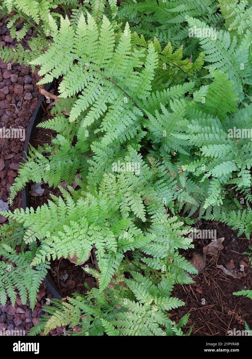 rigid lace fern (Microlepia setosa Stock Photo - Alamy