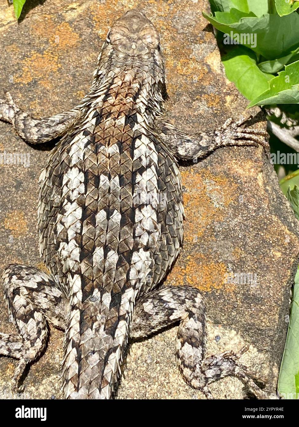 Texas Spiny Lizard (Sceloporus olivaceus Stock Photo - Alamy