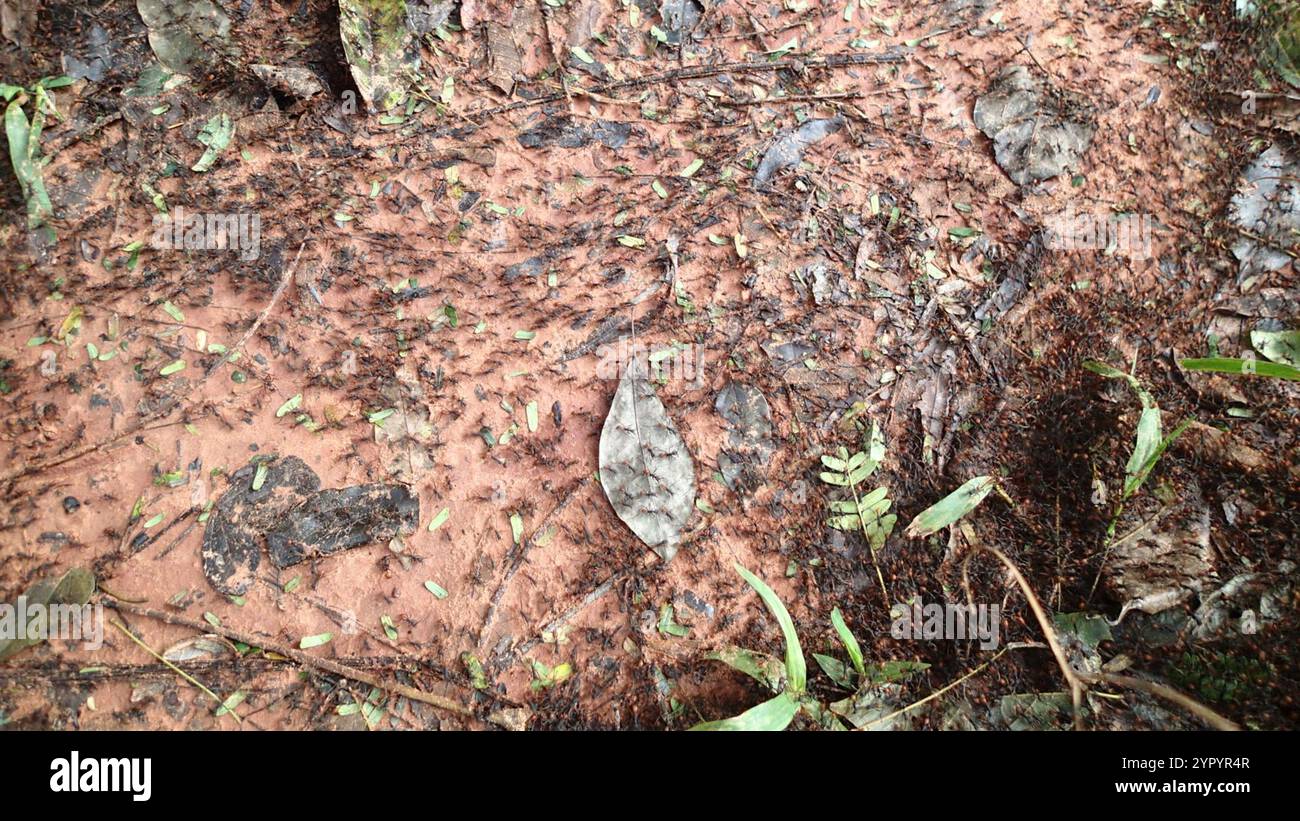 Eciton burchellii ant hi-res stock photography and images - Alamy