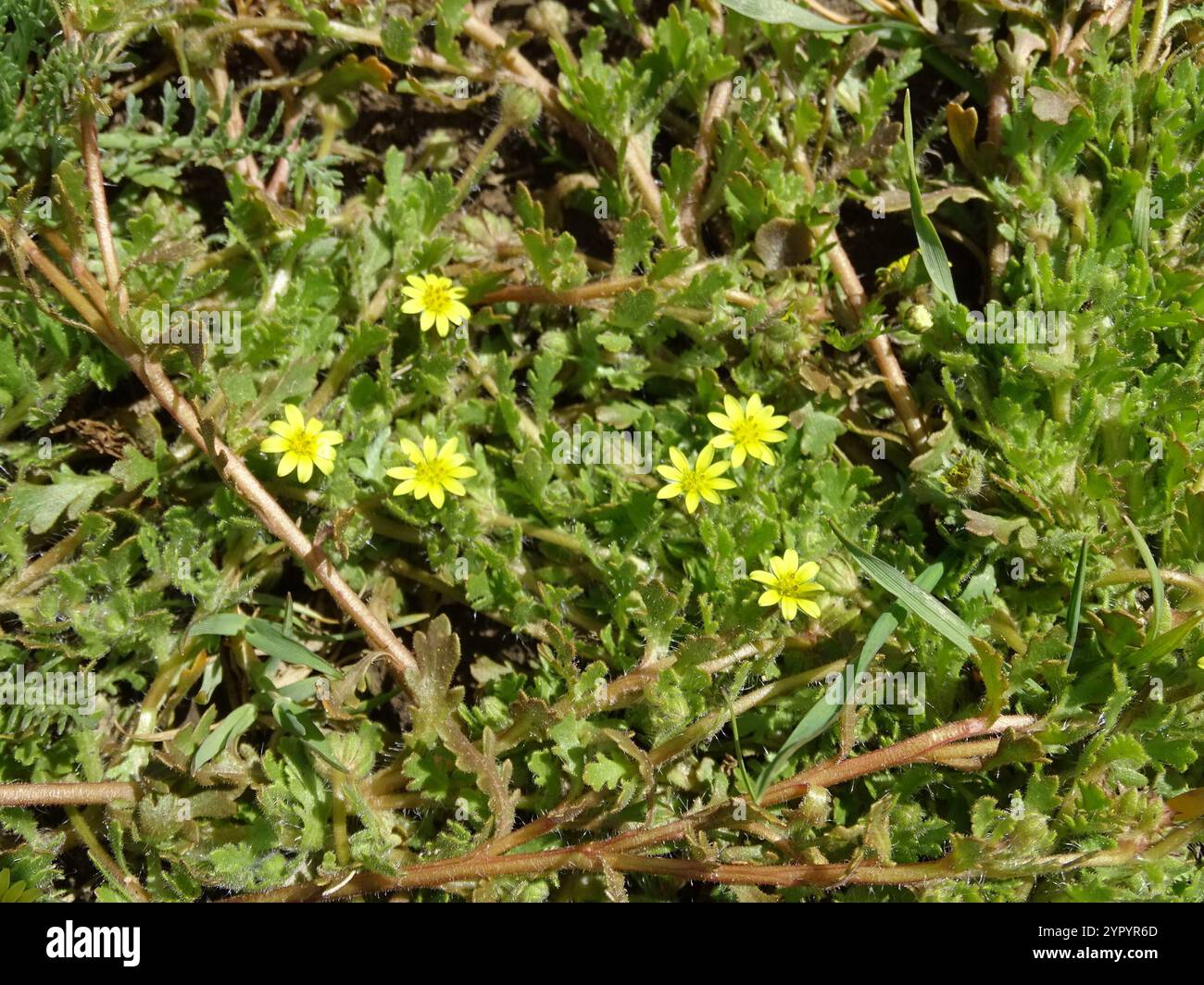 Stinkweed Boneseed (Osteospermum acanthospermum Stock Photo - Alamy