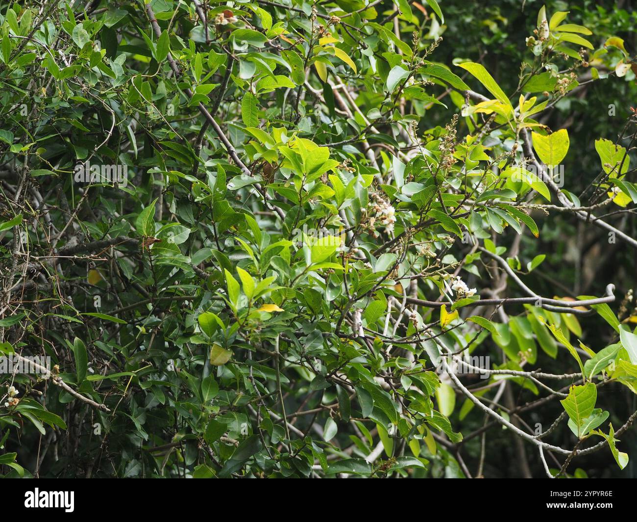 Hiptage (Hiptage benghalensis Stock Photo - Alamy