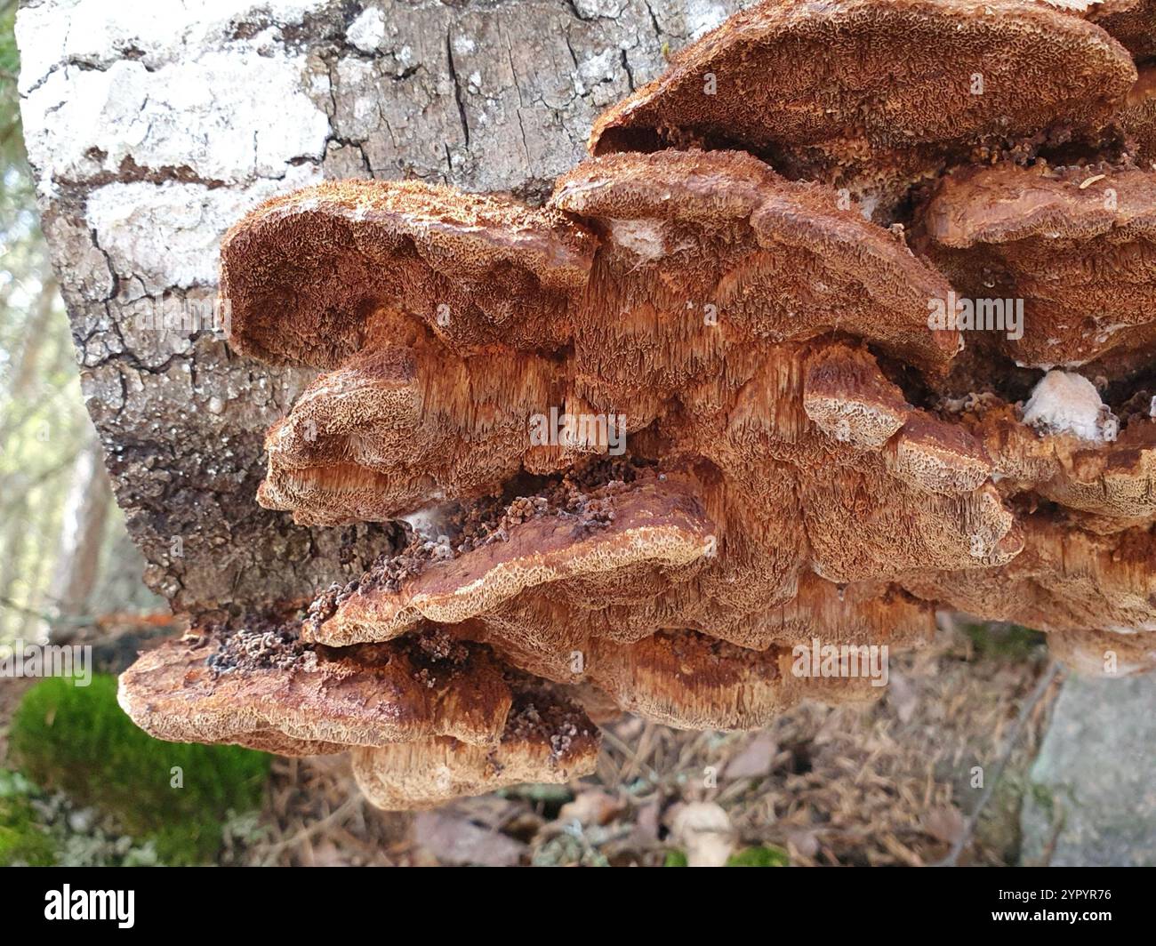 Alder Bracket (Mensularia radiata Stock Photo - Alamy