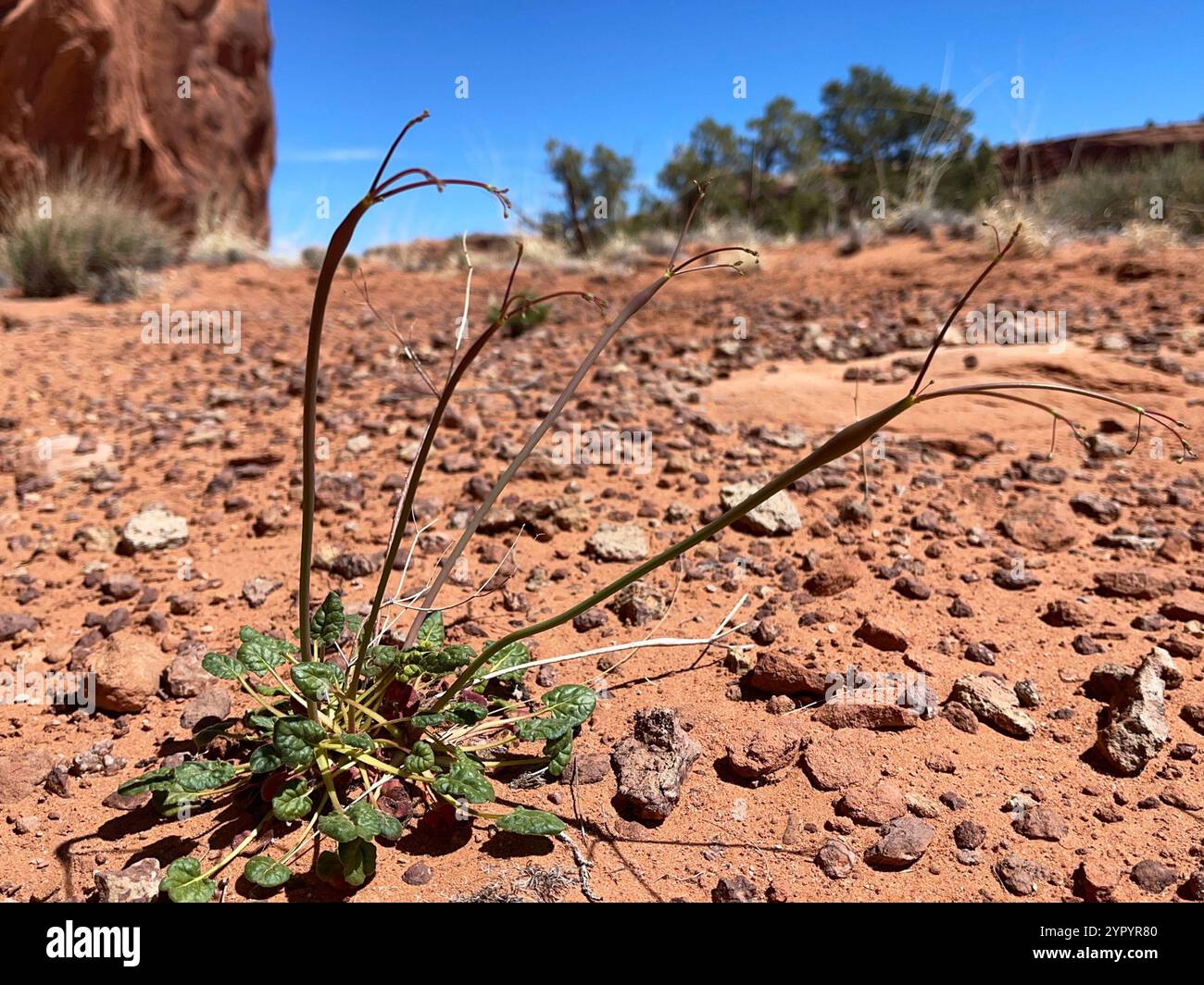 Desert Trumpet (Eriogonum inflatum Stock Photo - Alamy