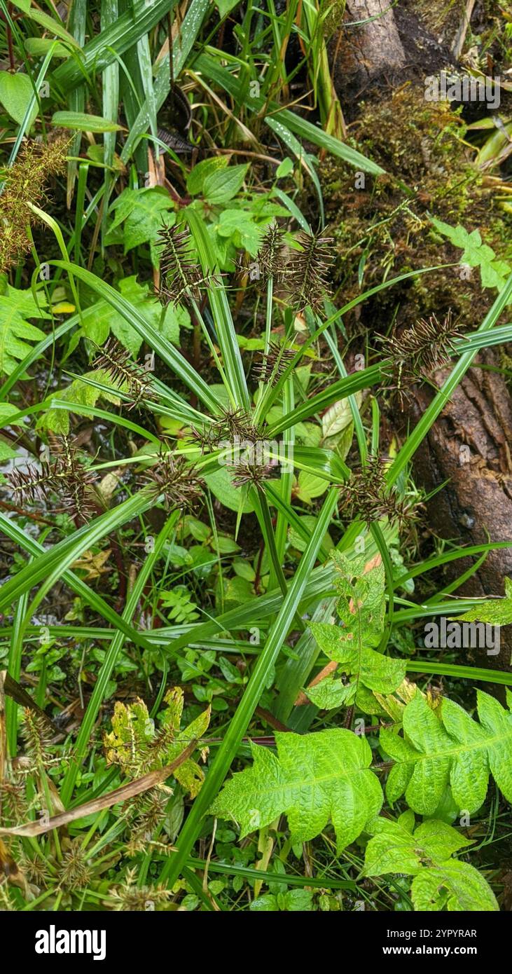 Fragrant flatsedge (Cyperus odoratus Stock Photo - Alamy