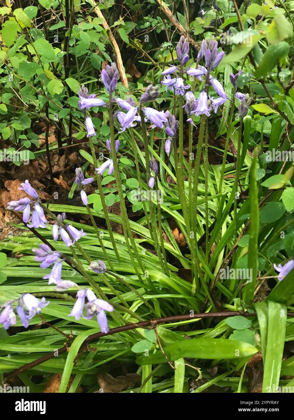 Spanish Bluebell (Hyacinthoides hispanica Stock Photo - Alamy