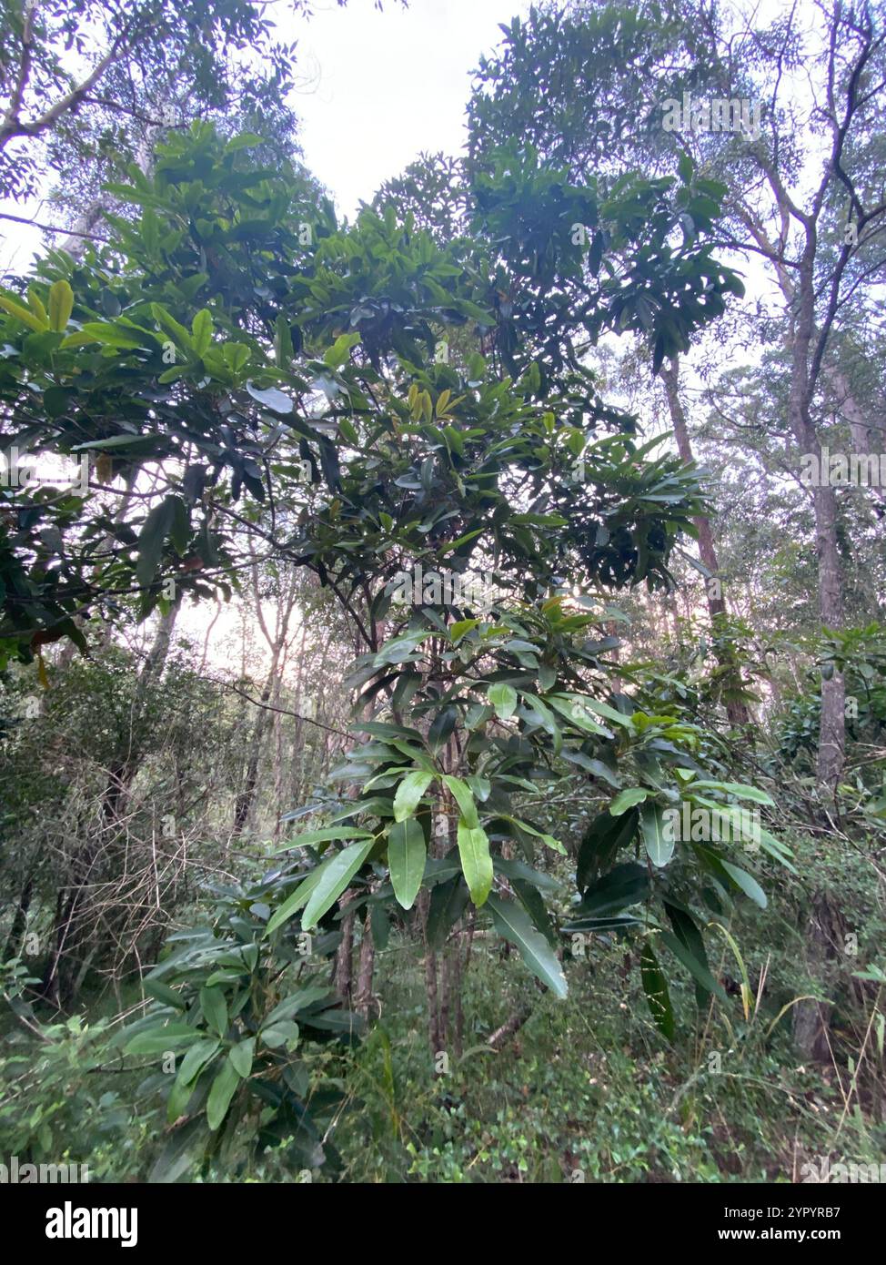 Flindersia hi-res stock photography and images - Alamy