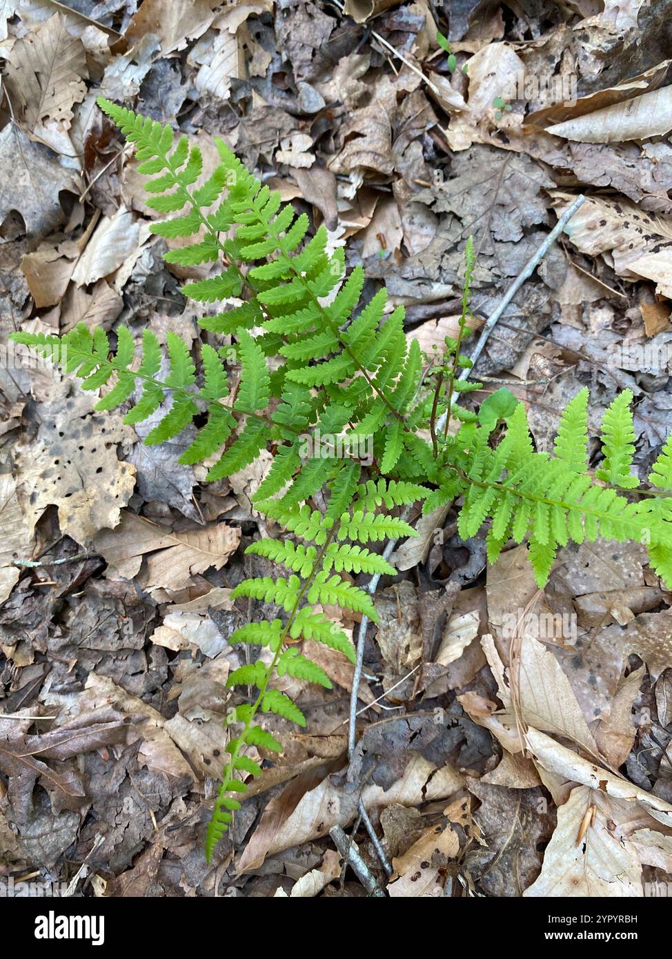 southern lady fern (Athyrium asplenioides Stock Photo - Alamy