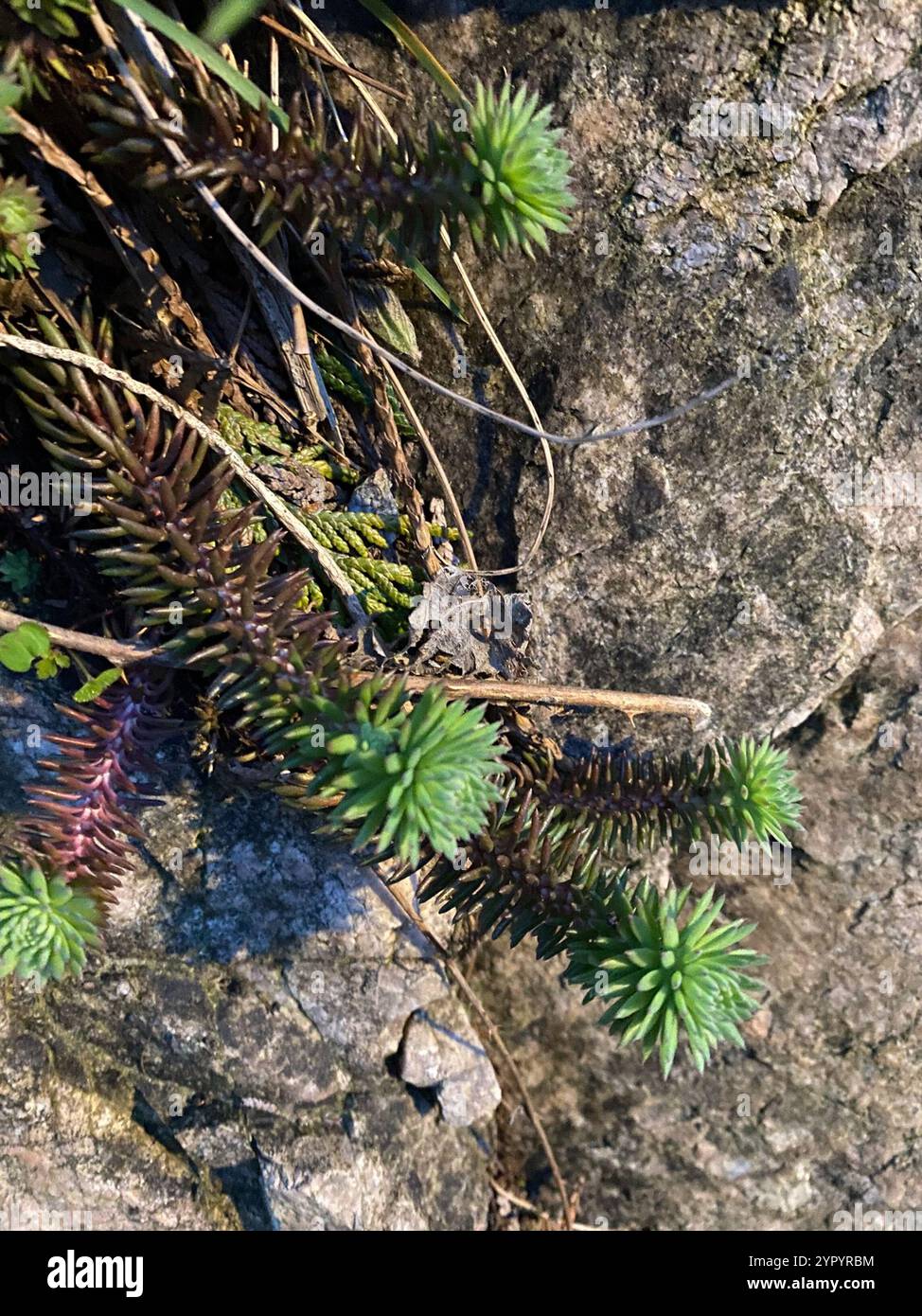 Rock Stonecrop (Petrosedum forsterianum Stock Photo - Alamy