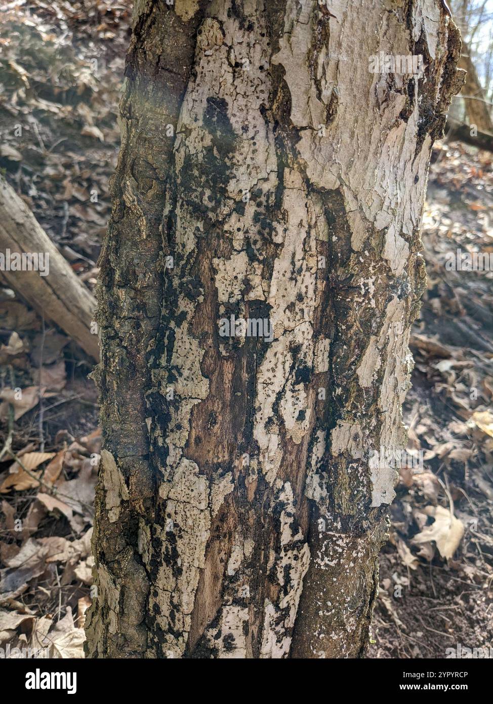 Beech canker hi-res stock photography and images - Alamy