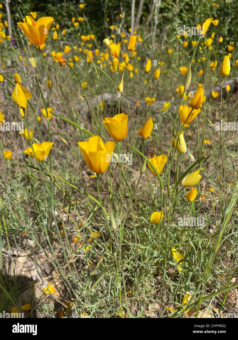 Tufted Poppy (Eschscholzia caespitosa Stock Photo - Alamy