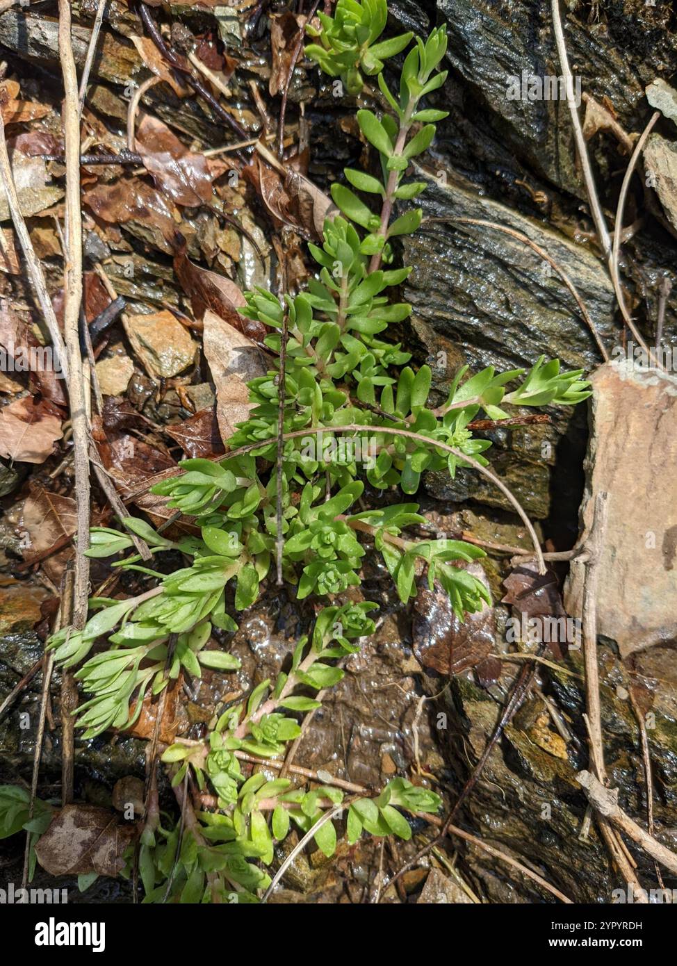 Stringy Stonecrop (Sedum sarmentosum Stock Photo - Alamy