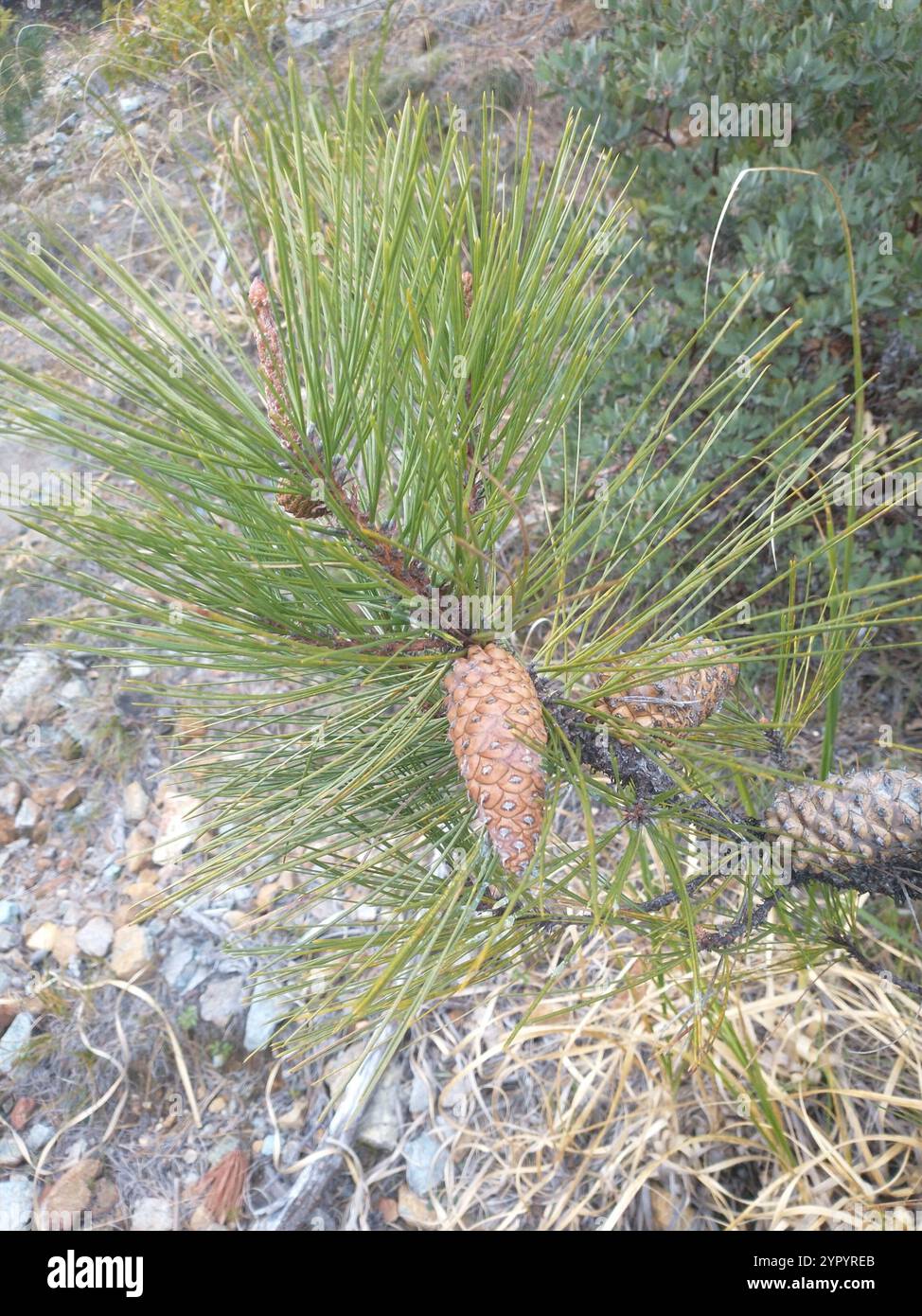 knobcone pine (Pinus attenuata Stock Photo - Alamy