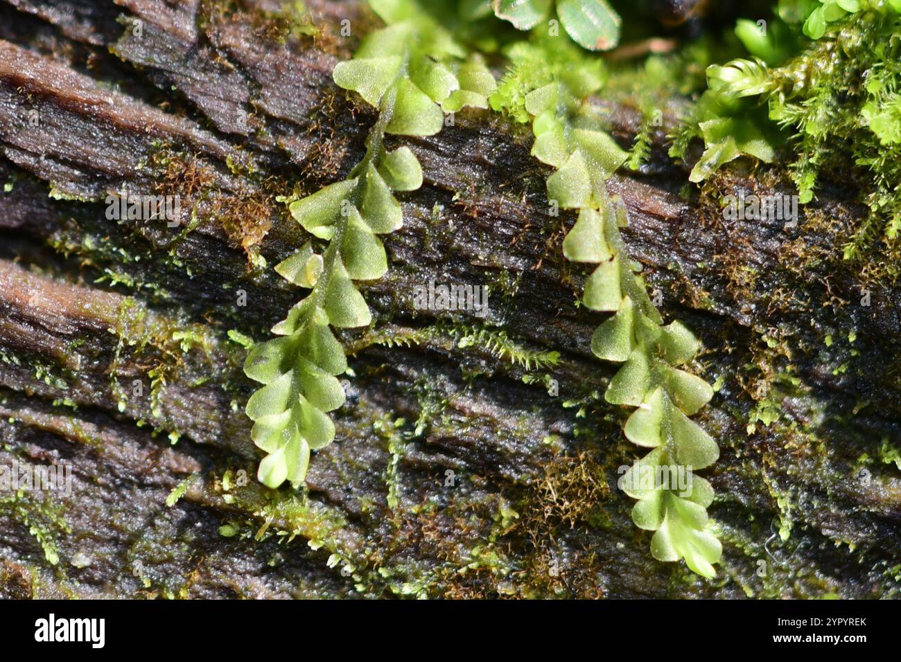 Square-leaved Crestwort (Chiloscyphus polyanthos Stock Photo - Alamy