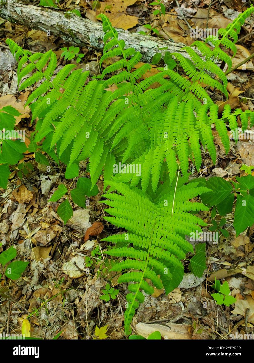 silvery glade fern (Deparia acrostichoides Stock Photo - Alamy